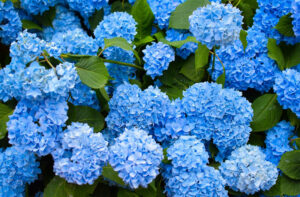 20 Blue Perennials for your Garden - Garden Lovers Club