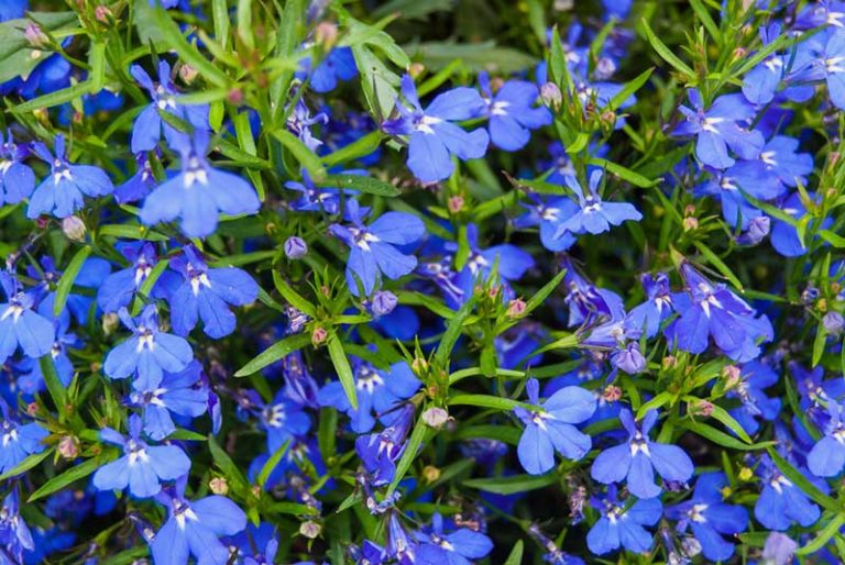 20 Blue Perennials for your Garden - Garden Lovers Club