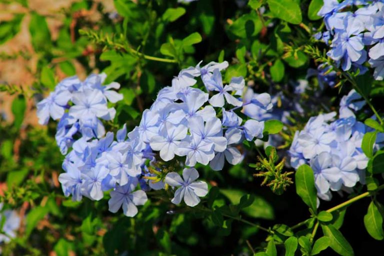 20 Blue Perennials for your Garden - Garden Lovers Club