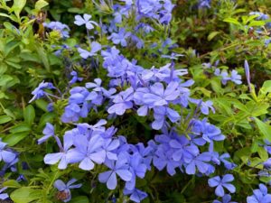 20 Blue Perennials for your Garden - Garden Lovers Club