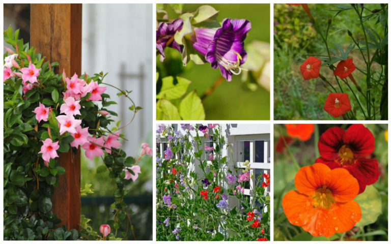 10 Beautiful Spring-Blooming Annuals - Garden Lovers Club