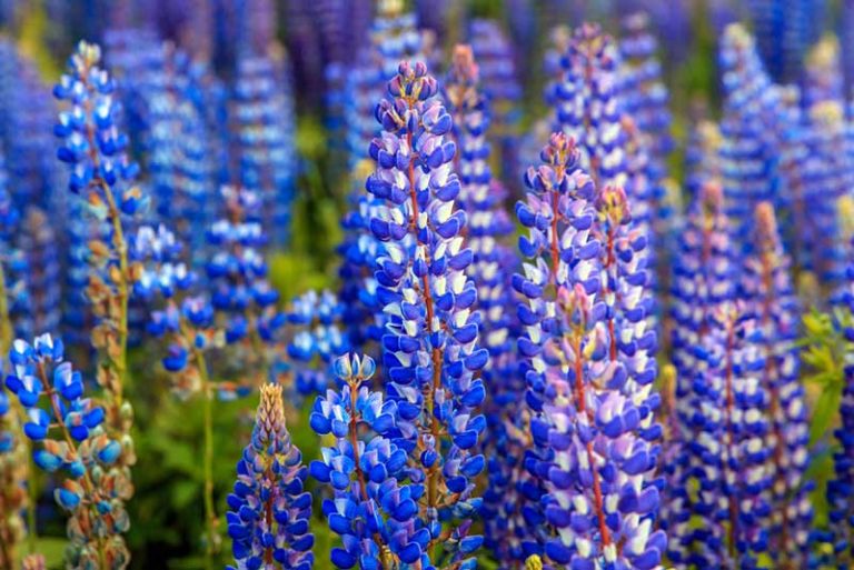 20 Blue Perennials for your Garden - Garden Lovers Club