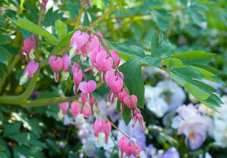 15 Different Types of Bleeding Heart Flowers - Garden Lovers Club