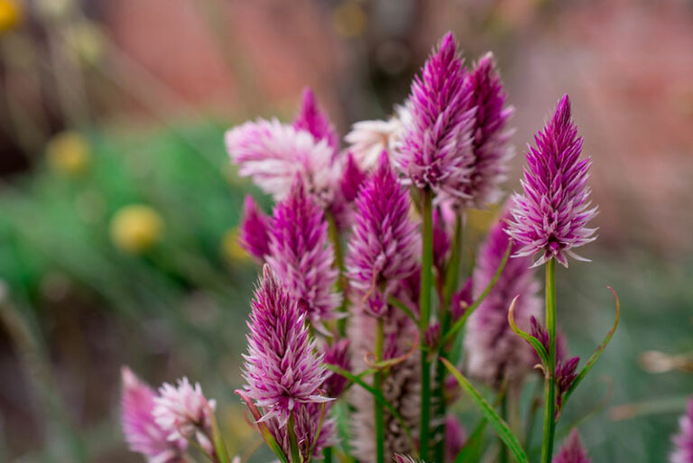 19 Perfect Florida Perennials - Garden Lovers Club
