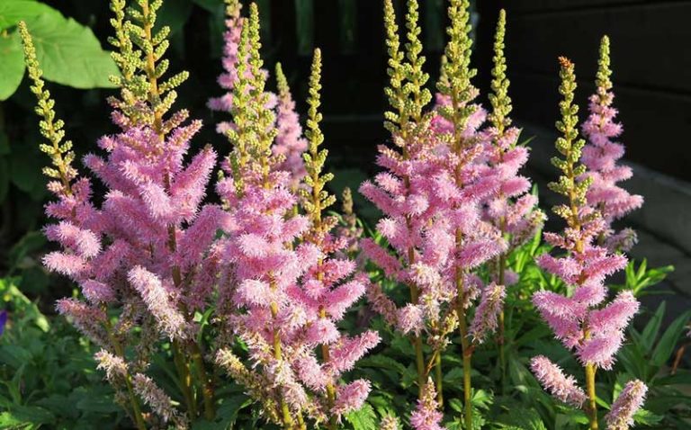 10 Best Border Perennials - Garden Lovers Club