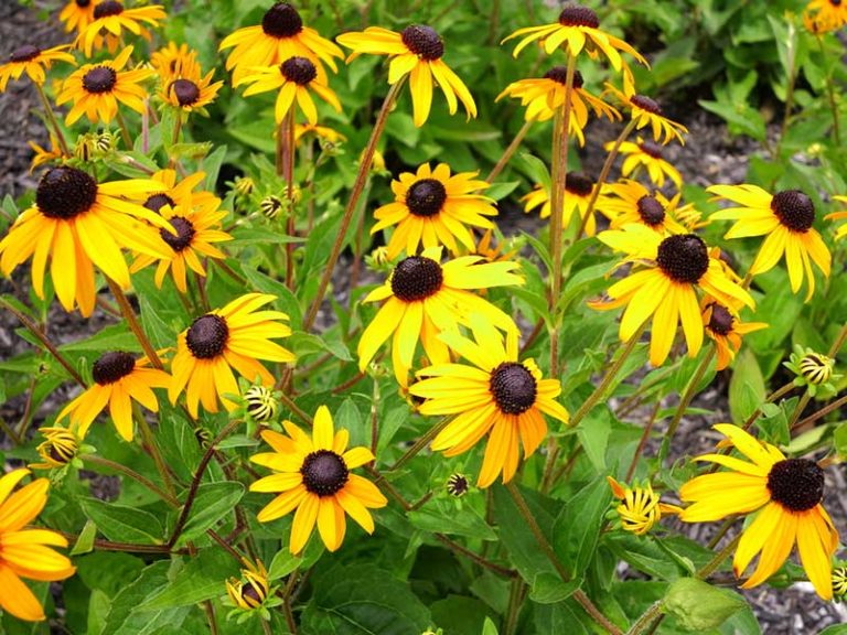 10 Perfect Partial Sun Perennials - Garden Lovers Club