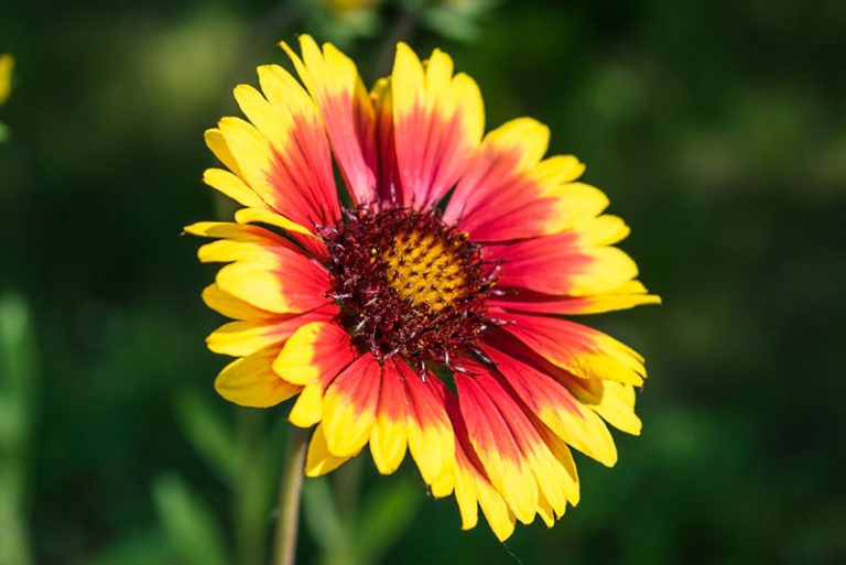 19 Orange Flowering Perennials - Garden Lovers Club