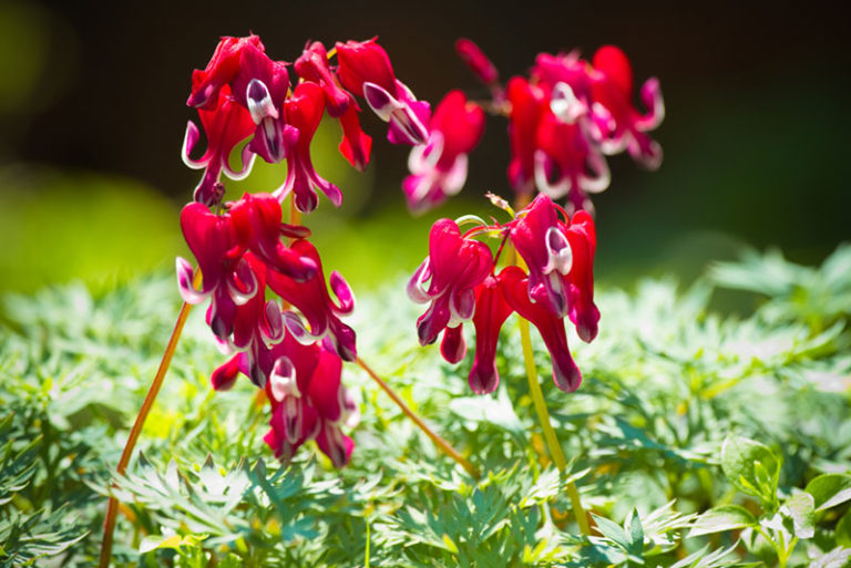 15 Different Types of Bleeding Heart Flowers - Garden Lovers Club