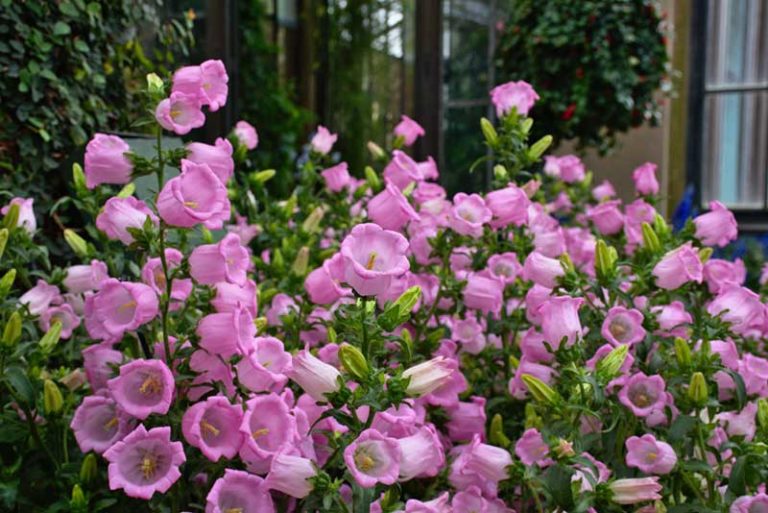 10 Different Types of Bellflower Varieties - Garden Lovers Club