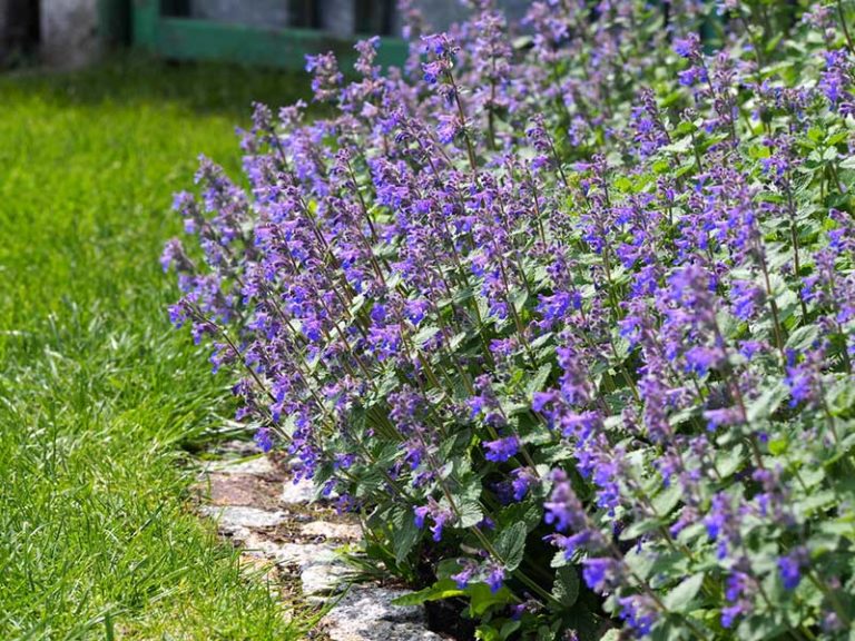 10 Best Border Perennials - Garden Lovers Club