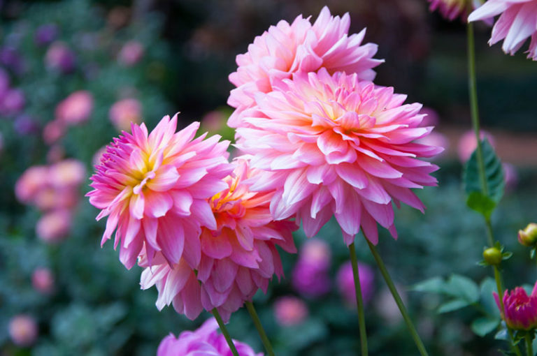 10 Stunning Pink Annual Flowers For Your Garden - Garden Lovers Club