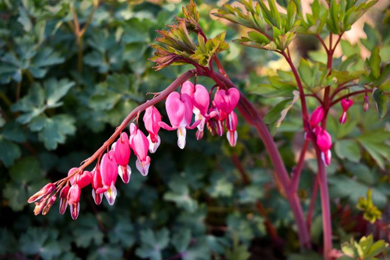15 Different Types of Bleeding Heart Flowers - Garden Lovers Club
