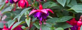 9 Gorgeous Different Types of Fuchsia Plants - Garden Lovers Club