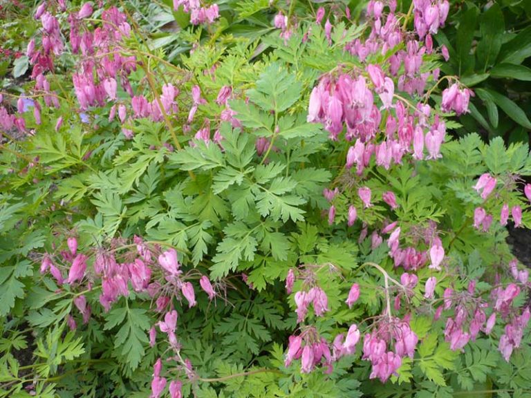 15 Different Types of Bleeding Heart Flowers - Garden Lovers Club