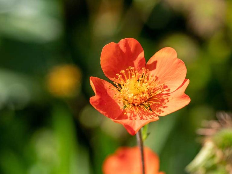19 Orange Flowering Perennials - Garden Lovers Club