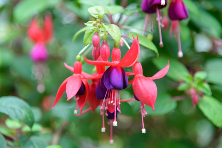 9 Gorgeous Different Types of Fuchsia Plants - Garden Lovers Club