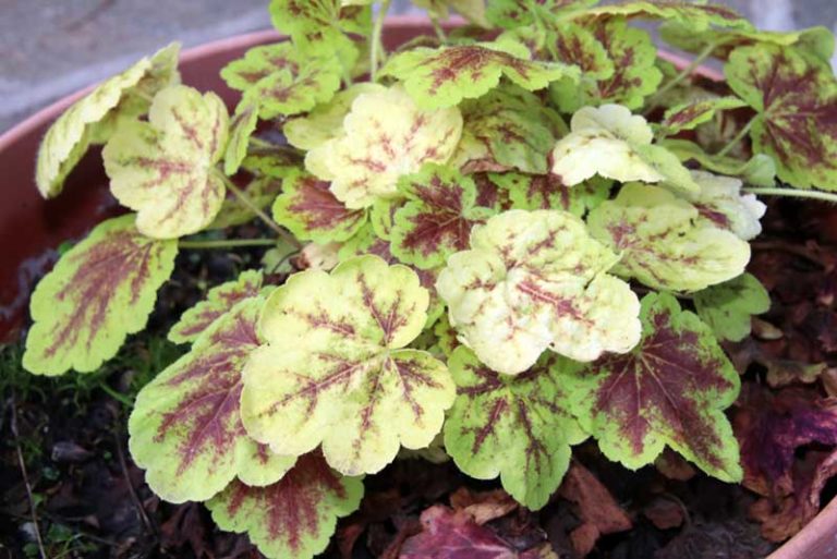 10 Best Border Perennials - Garden Lovers Club