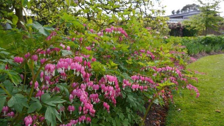 15 Different Types of Bleeding Heart Flowers - Garden Lovers Club