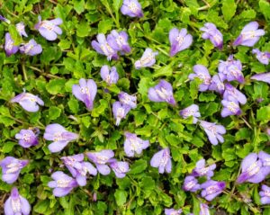 15 Best Ground Cover Perennials - Garden Lovers Club
