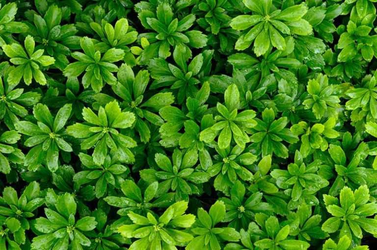 15 Best Ground Cover Perennials - Garden Lovers Club