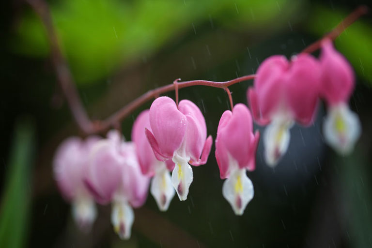 15 Different Types of Bleeding Heart Flowers - Garden Lovers Club