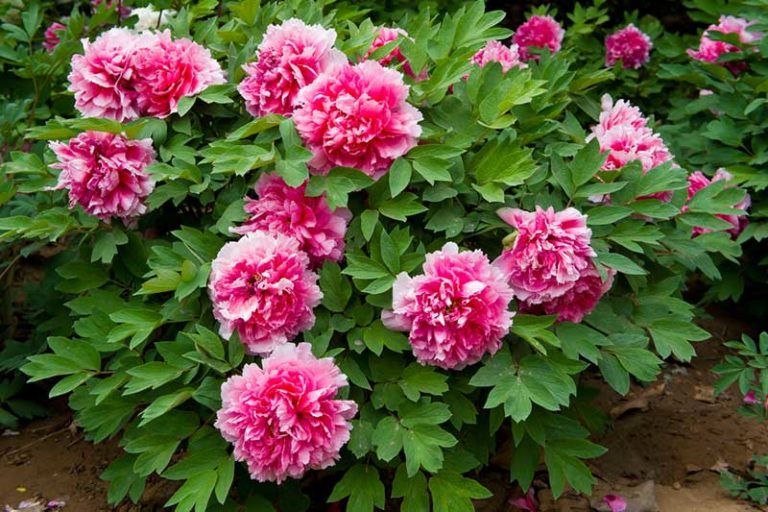 17 Gorgeous Types of Peonies - Garden Lovers Club