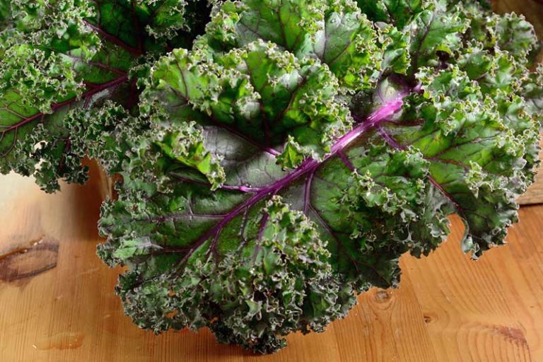 The Different Types of Kale Varieties - Garden Lovers Club