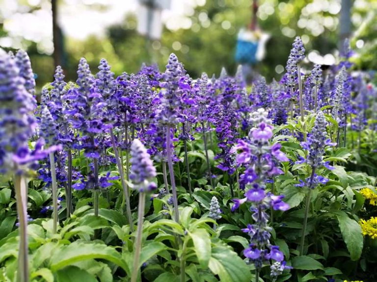 15 Perennials that Grow in Zone 5 - Garden Lovers Club