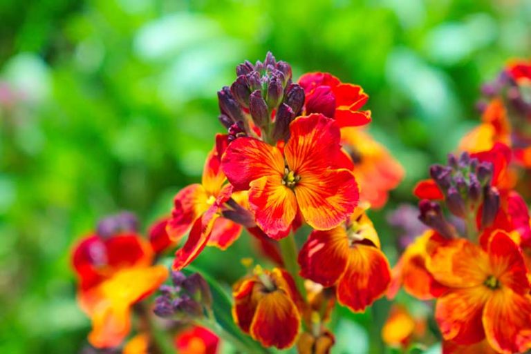 19 Orange Flowering Perennials - Garden Lovers Club