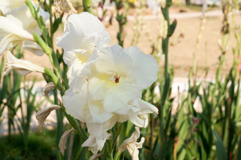 The Different Types of Gladiolus Plants - Garden Lovers Club