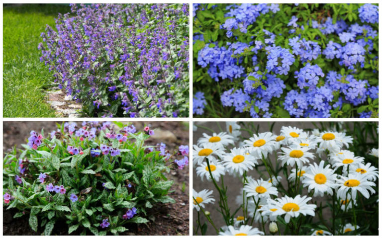15 Perfect Low-Growing Perennials - Garden Lovers Club