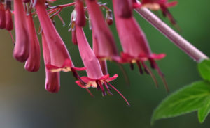 9 Gorgeous Different Types of Fuchsia Plants - Garden Lovers Club
