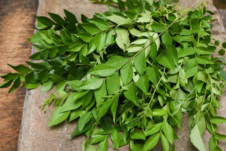 Curry Leaf Plant Care: Tips on Growing Curry Trees - Garden Lovers Club