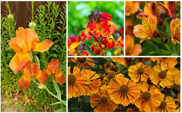 10 Perfect Oregon Perennials - Garden Lovers Club
