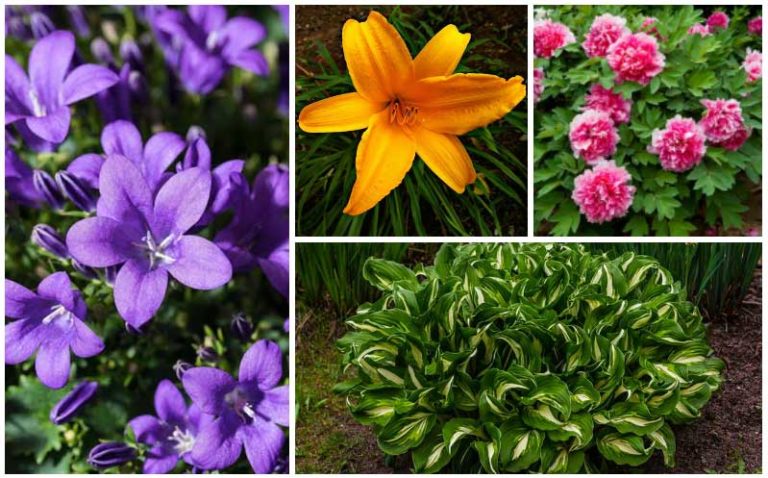 10 Best Border Perennials - Garden Lovers Club