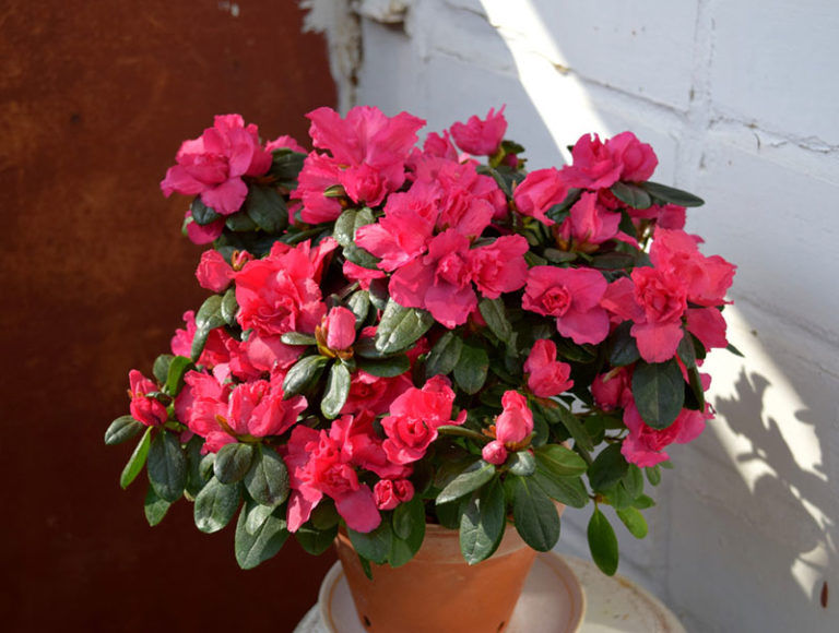 20 Gorgeous Shrubs for Containers - Garden Lovers Club