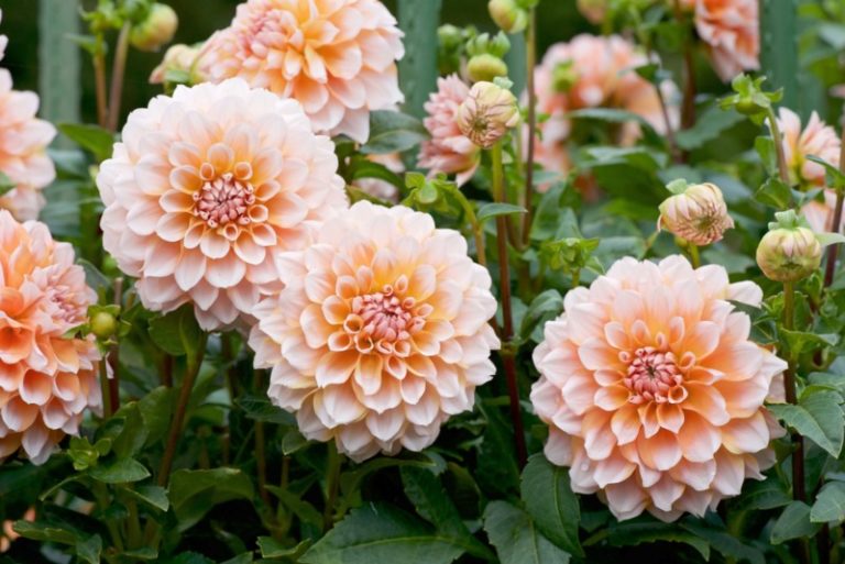 10 Outstanding Tall-Growing Annuals - Garden Lovers Club