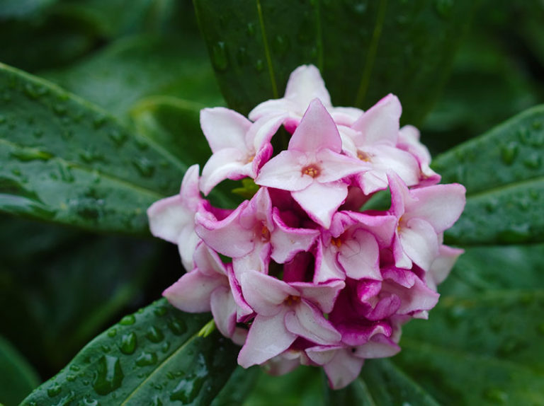 How to Grow Winter Daphne (Ultimate Guide) - Garden Lovers Club