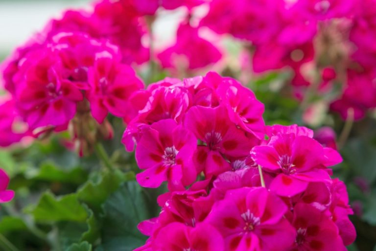 17 Full Sun Annuals that Bloom All Summer - Garden Lovers Club