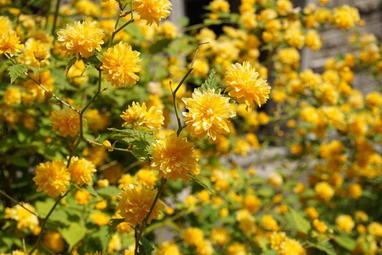 10 Stunning Yellow Flowering Shrubs - Garden Lovers Club