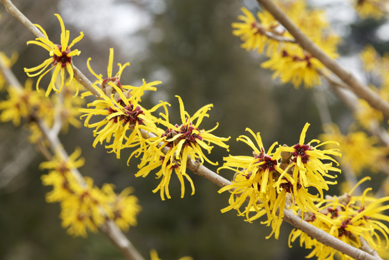 Growing Guide: How to Grow and Care for Witch Hazel - Garden Lovers Club