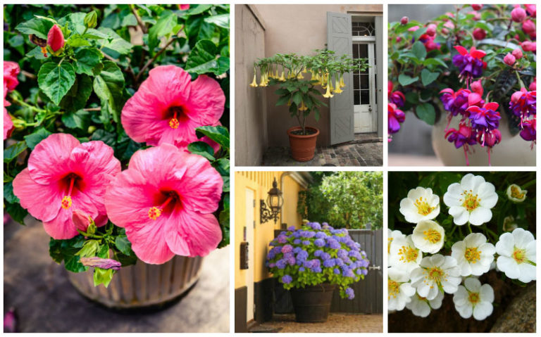 20 Gorgeous Shrubs for Containers - Garden Lovers Club