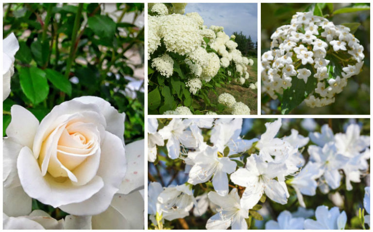 10 Beautiful White Flowering Shrubs - Garden Lovers Club