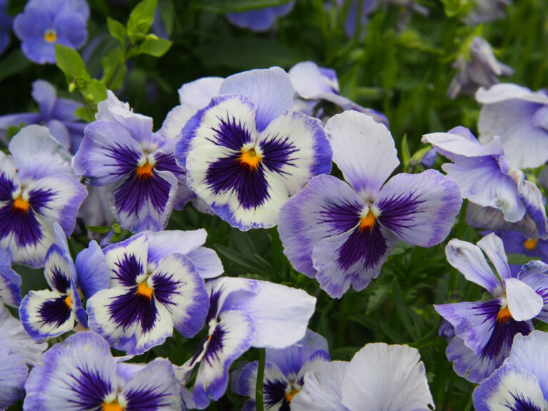 17 Beautiful Different Types of Pansies - Garden Lovers Club