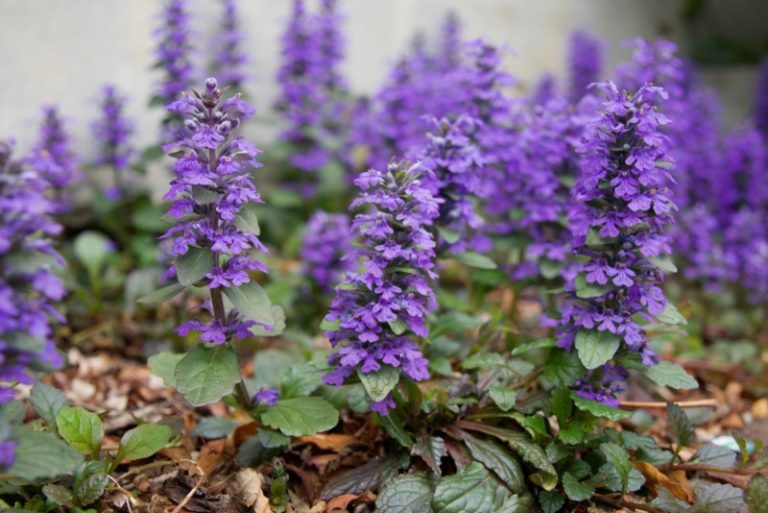 15 Perennials that Grow in Zone 8 - Garden Lovers Club