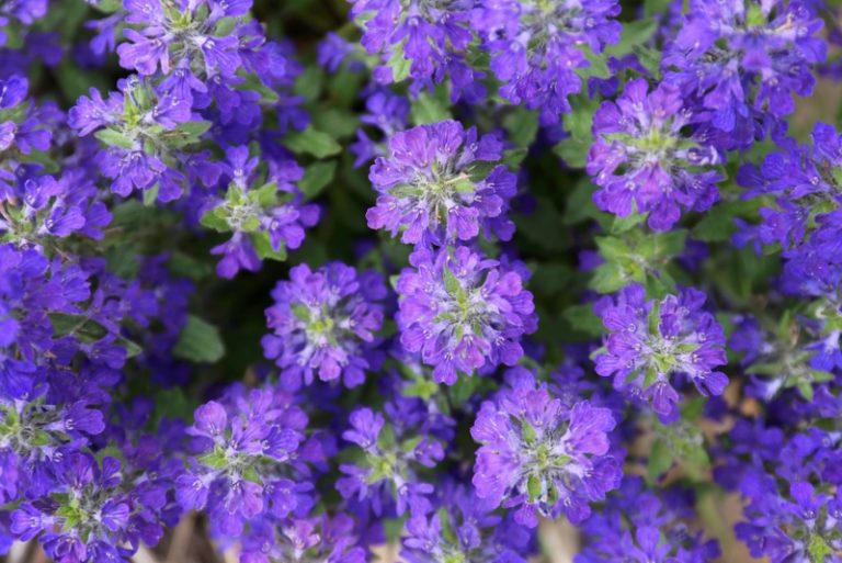 15 Perennials that Grow in Zone 6 - Garden Lovers Club