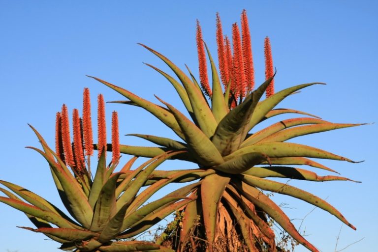 20 Different Types of Aloe Plants - Garden Lovers Club