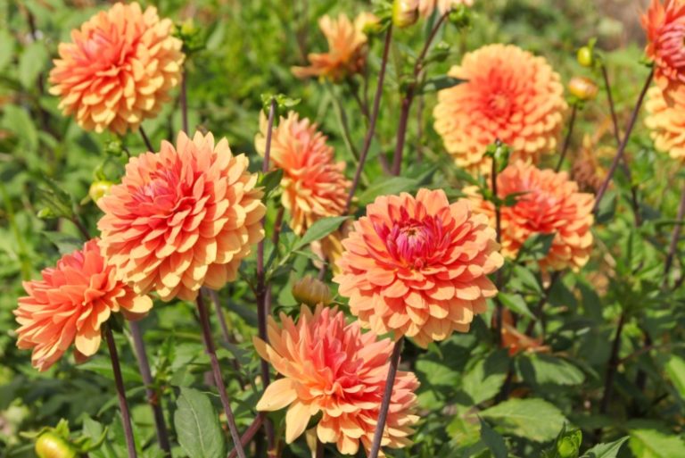 18 Different Types of Dahlias (Photos) - Garden Lovers Club