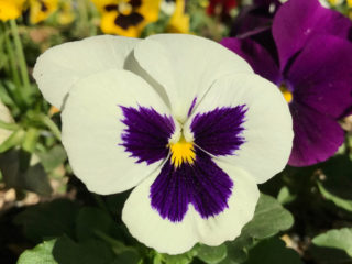 17 Beautiful Different Types of Pansies - Garden Lovers Club