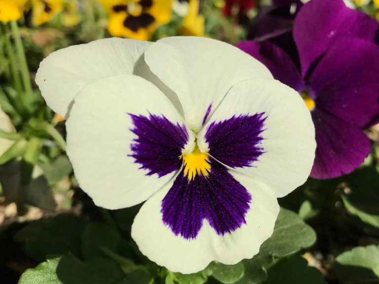 17 Beautiful Different Types of Pansies - Garden Lovers Club